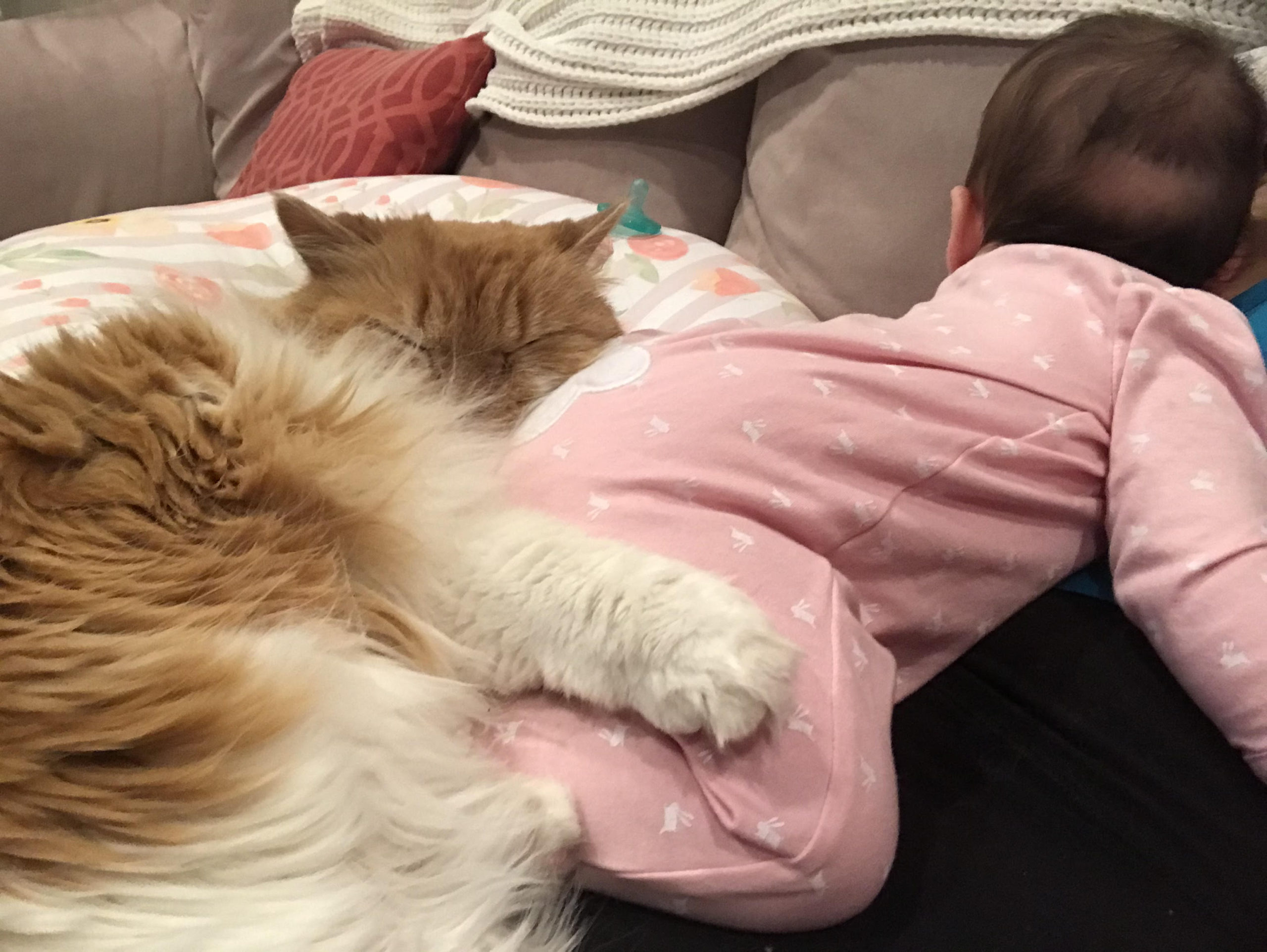 6 Important Life Lessons Children Learn from Their Pets - Teach Mom Learn